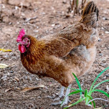 Poultry Farm Zambia | Hybrid Brown Layers