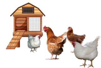 Best Poultry Farm Zambia | The Hybrid Poultry Farm Way