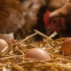 Hybrid Broilers | Poultry Farming in Zambia