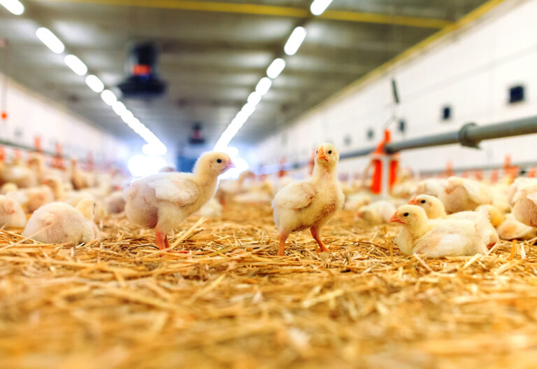 Chick Brooding | Poultry Farm | Hybrid Poultry Farm