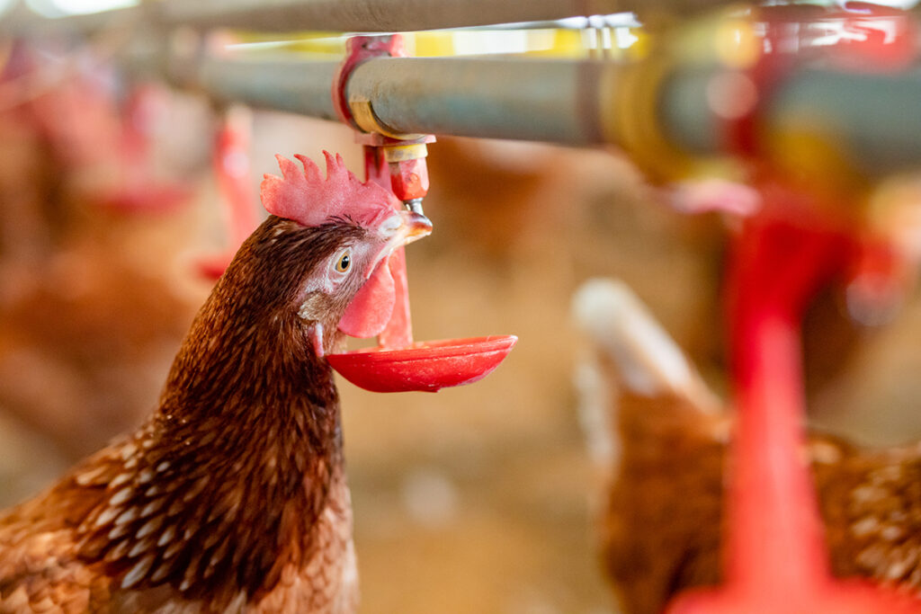 Feeding Programme | Chicks Feeding | Hybrid Poultry Farm